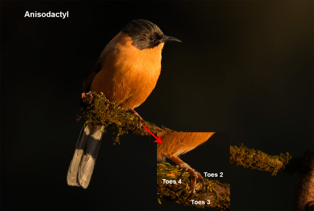 Foot structures of birds Ogaclicks Foot structures of birds Ogaclicks