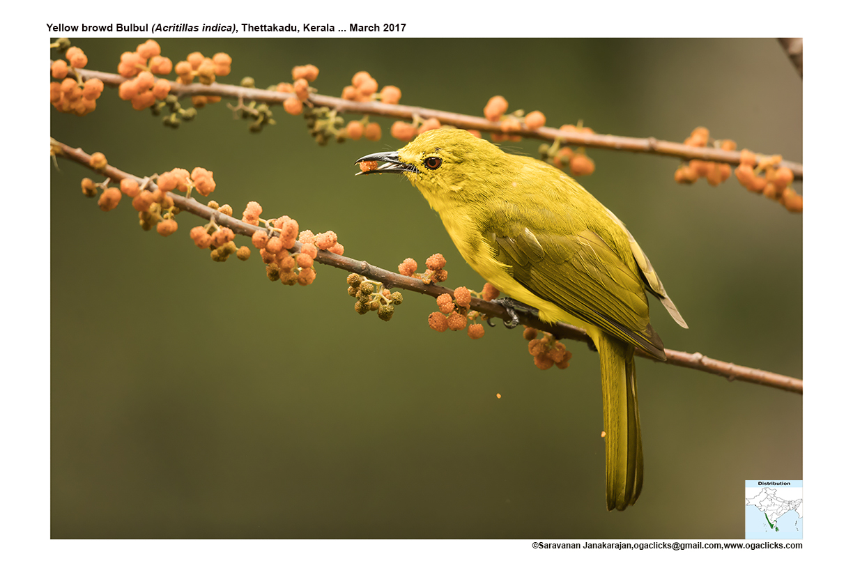 yellow-browed-bulbul-detail – Ogaclicks