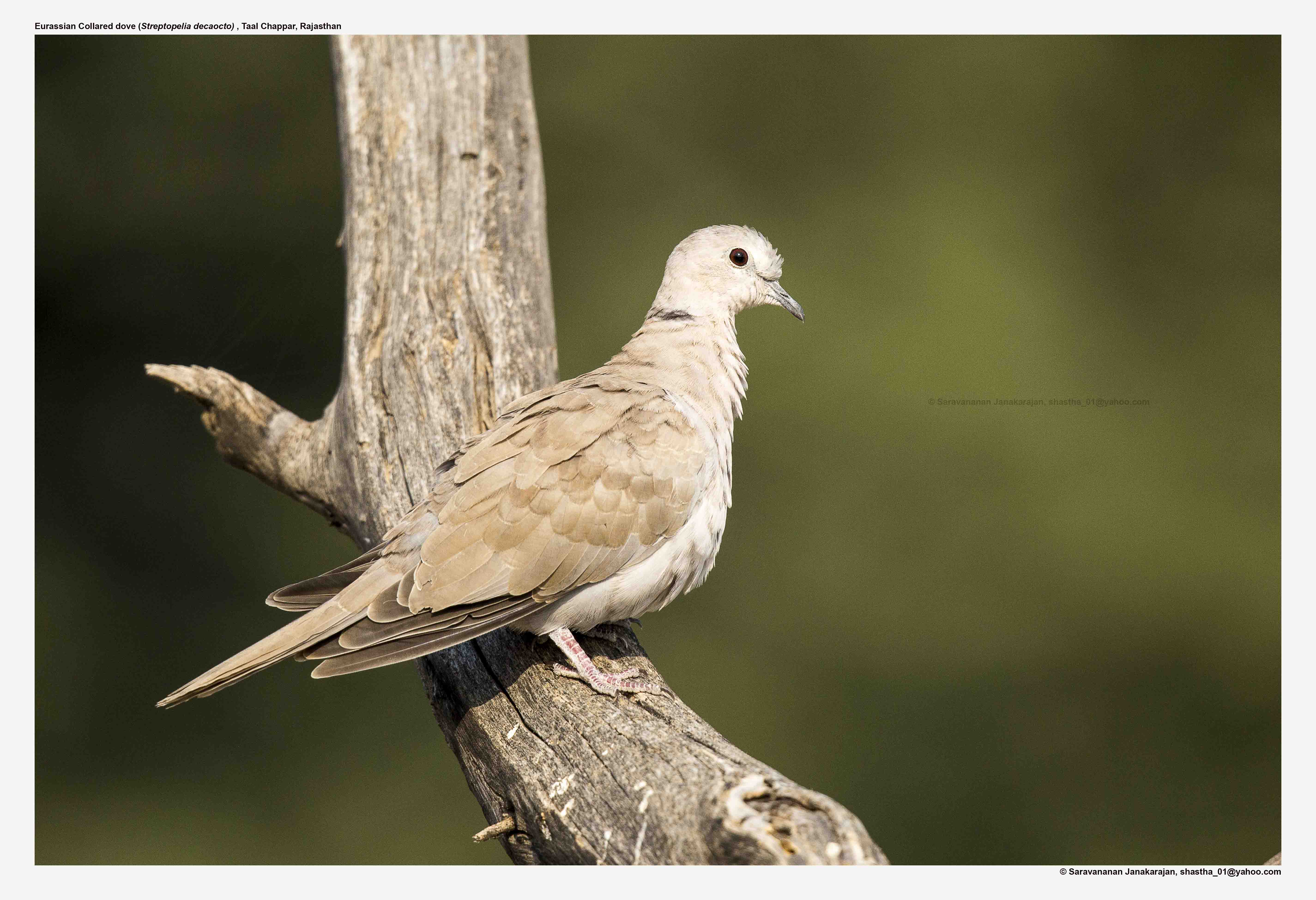 eurassian collared dove-detail - Ogaclicks