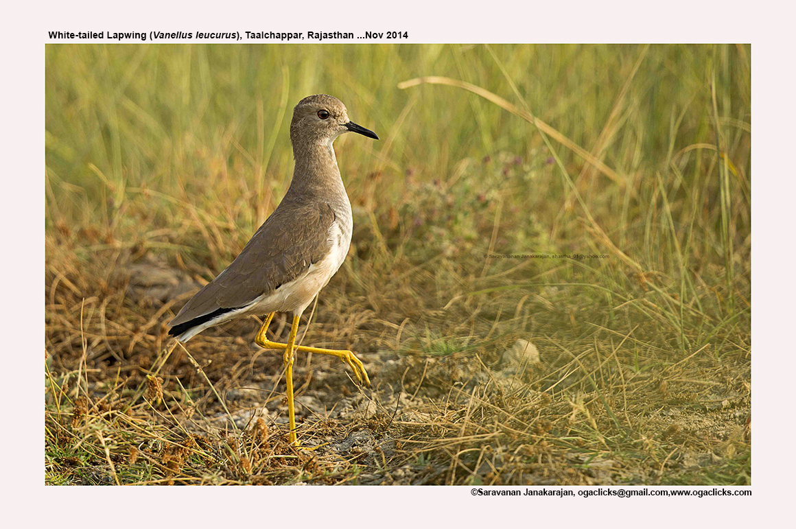white-tailed-lapwing-call - Ogaclicks