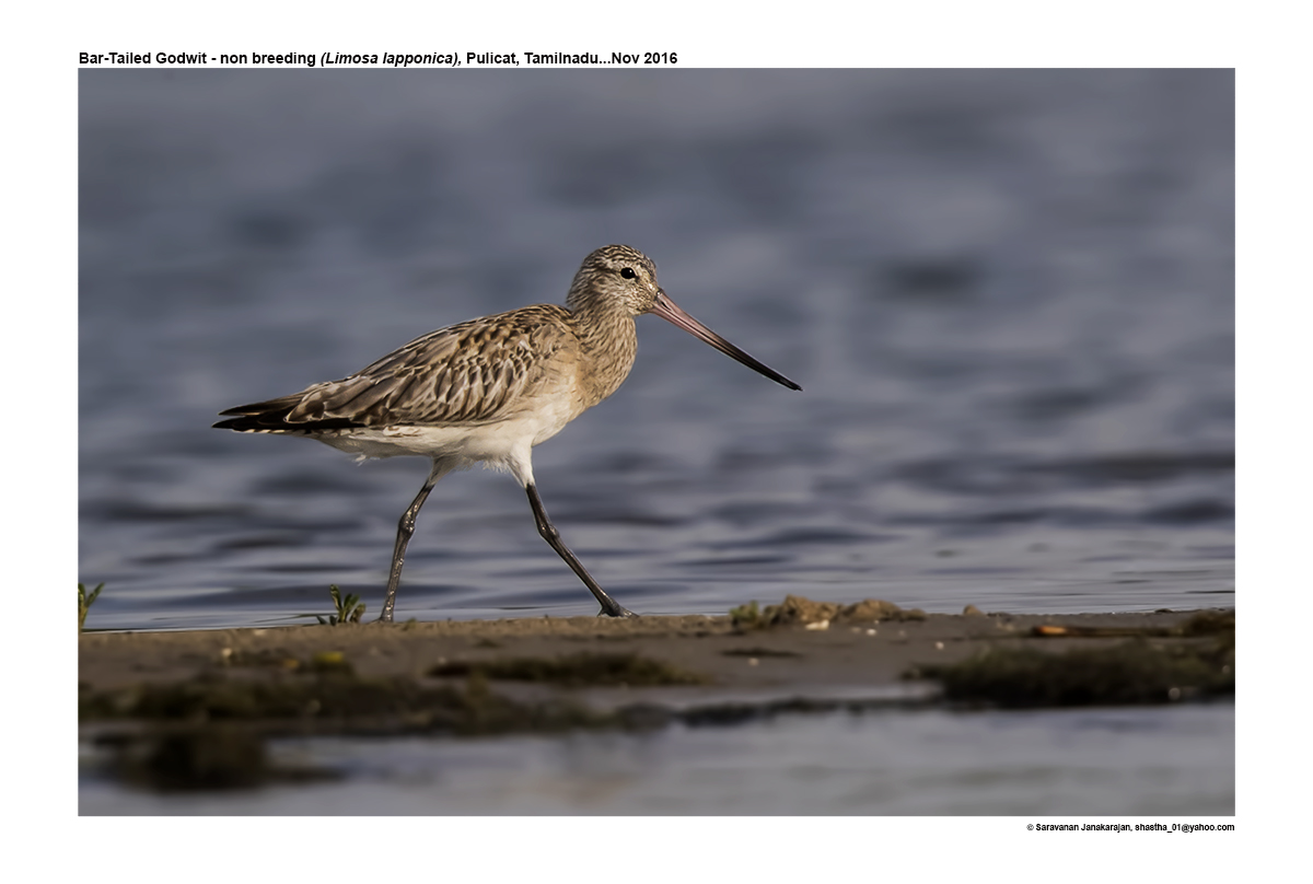 bar-tailed-godwit-map – Ogaclicks
