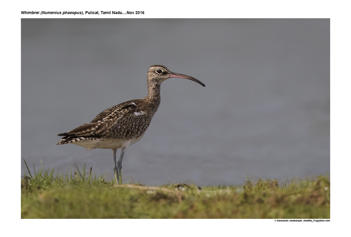 whimbrel-map – Ogaclicks