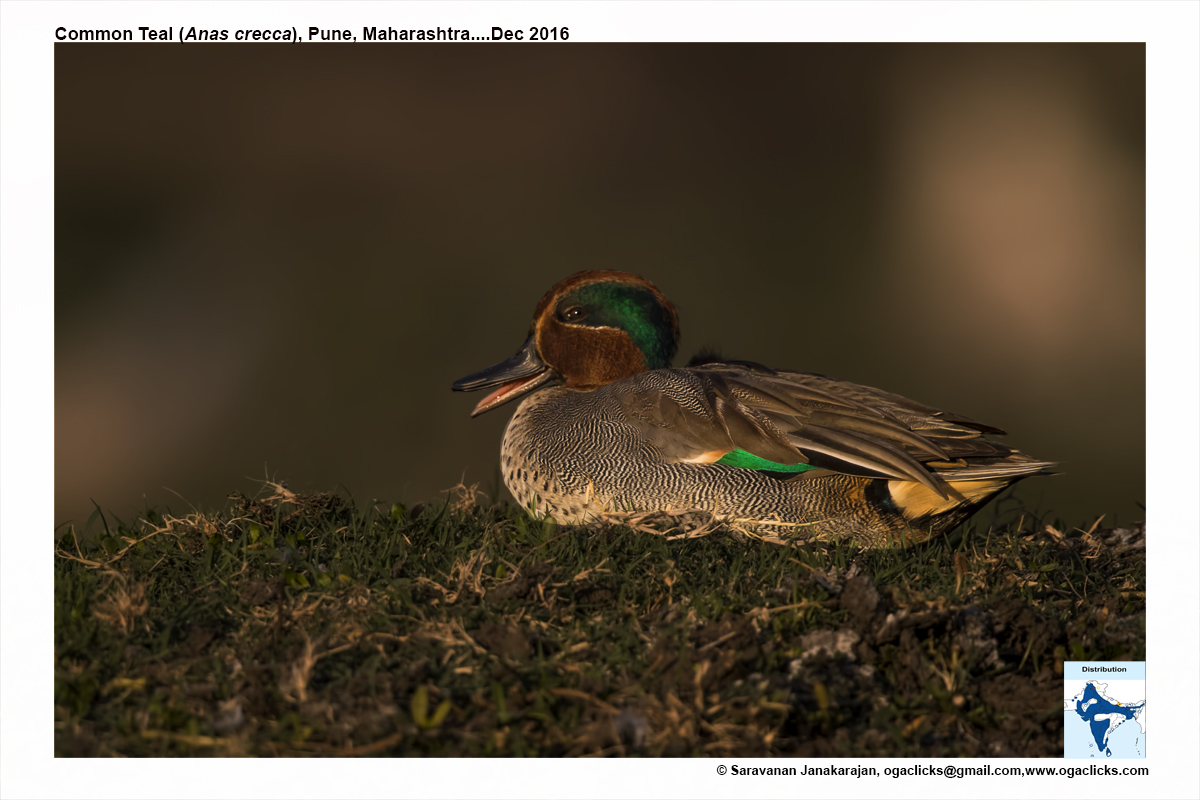 common teal-detail – Ogaclicks