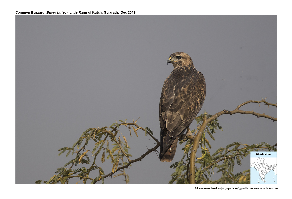 common-buzzard-map – Ogaclicks
