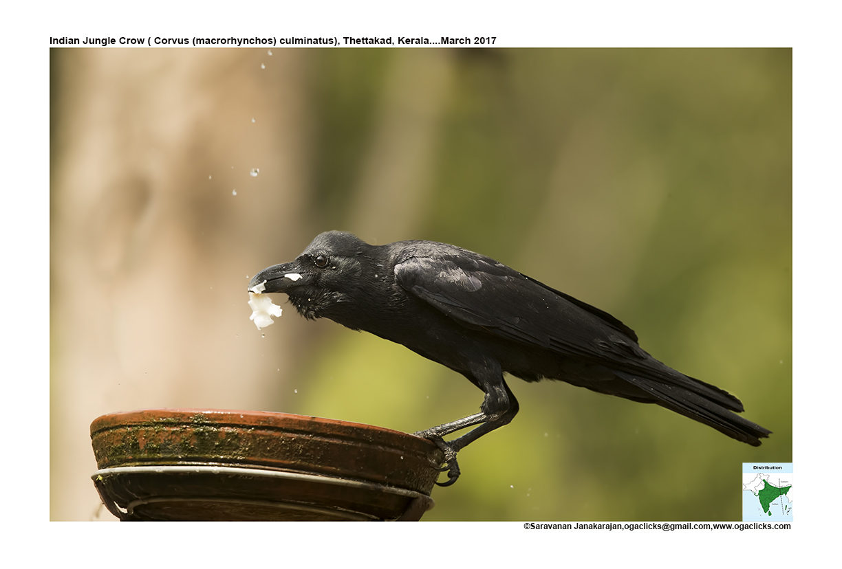 indian-jungle-crow-map – Ogaclicks