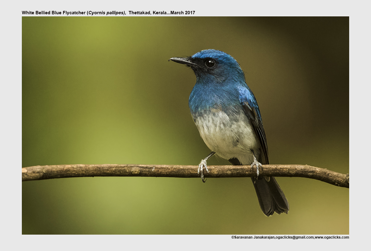 white-bellied-blue-fly-catcher-detail – Ogaclicks