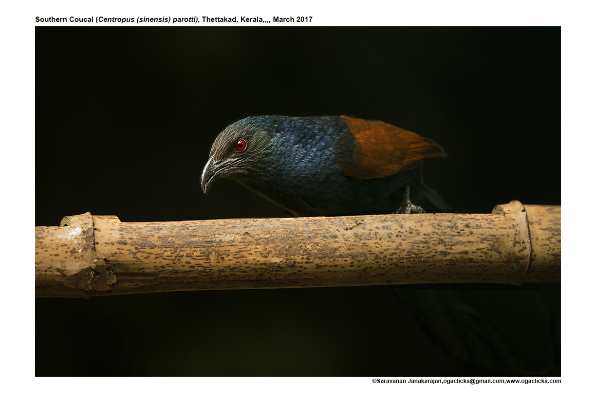 southern-coucal-call – Ogaclicks