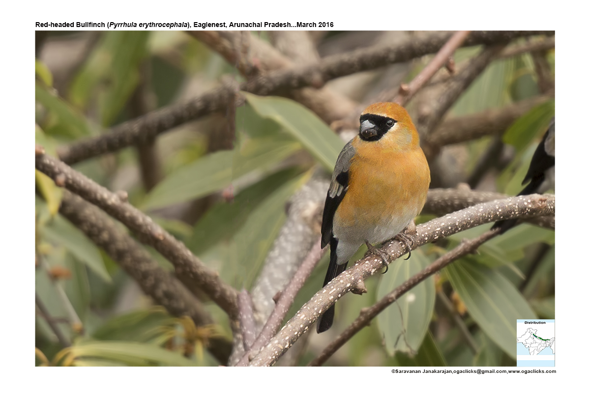 red-headed-bullfinch-detail – Ogaclicks