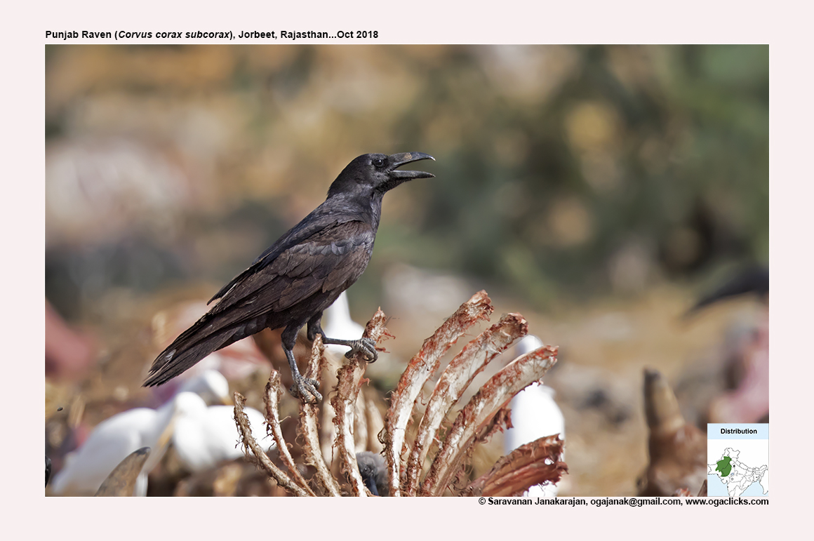 punjab-raven-map – Ogaclicks