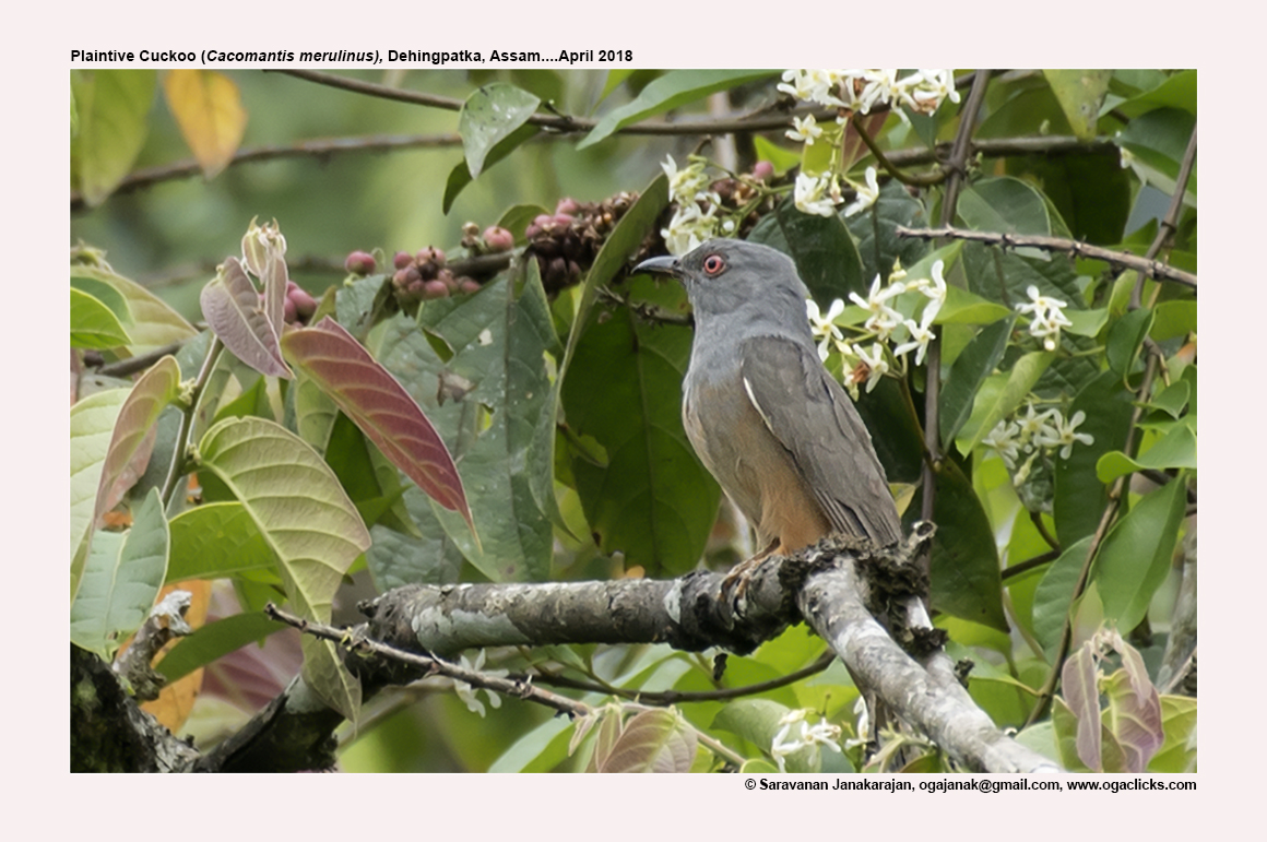plaintive-cuckoo-detail – Ogaclicks