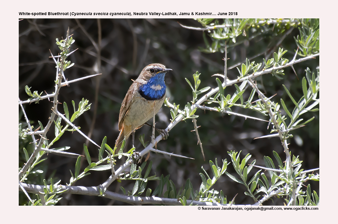 white-spotted-bluethroat-map – Ogaclicks