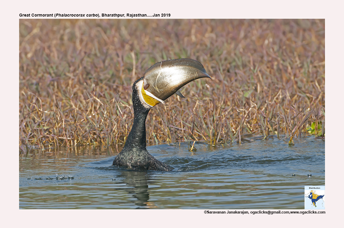 great-cormorant-map – Ogaclicks