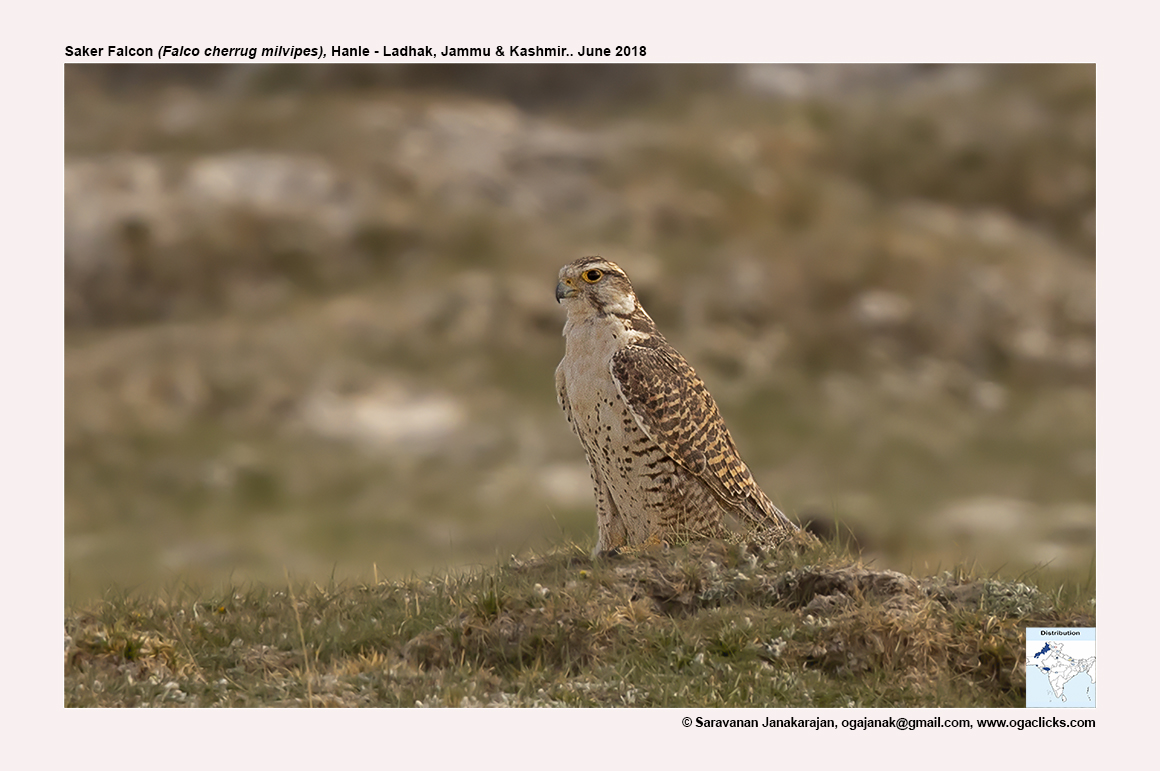 saker-falcon-map - Ogaclicks