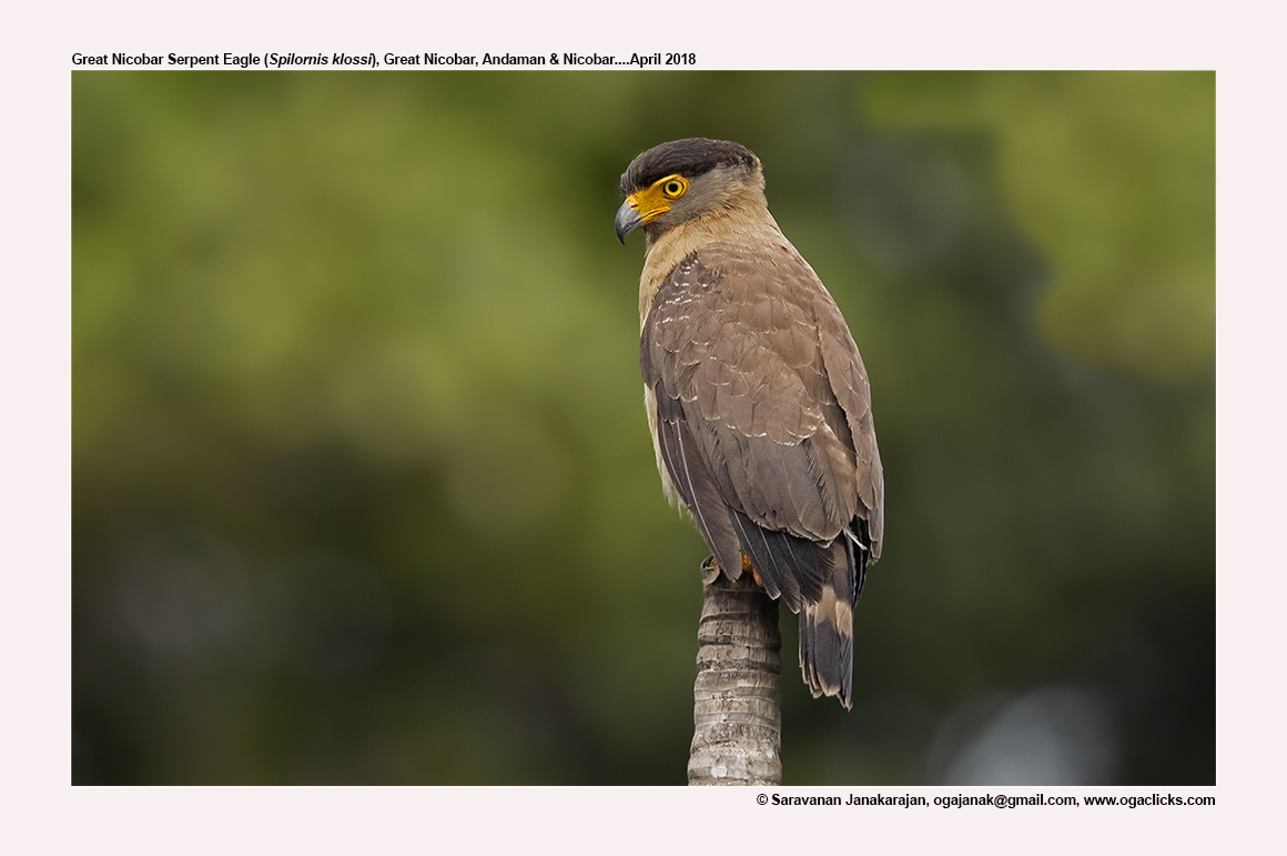 great-nicobar-serpent-eagle – Ogaclicks