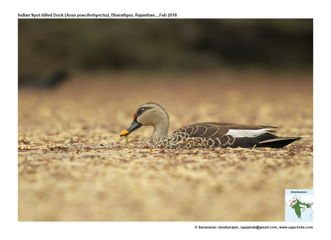 indian-spot-billed-duck-map – Ogaclicks