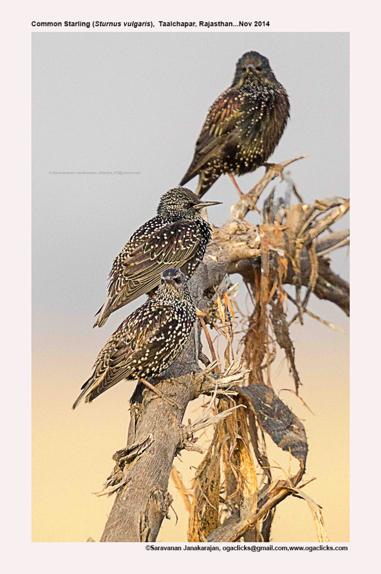 common-starling-map – Ogaclicks