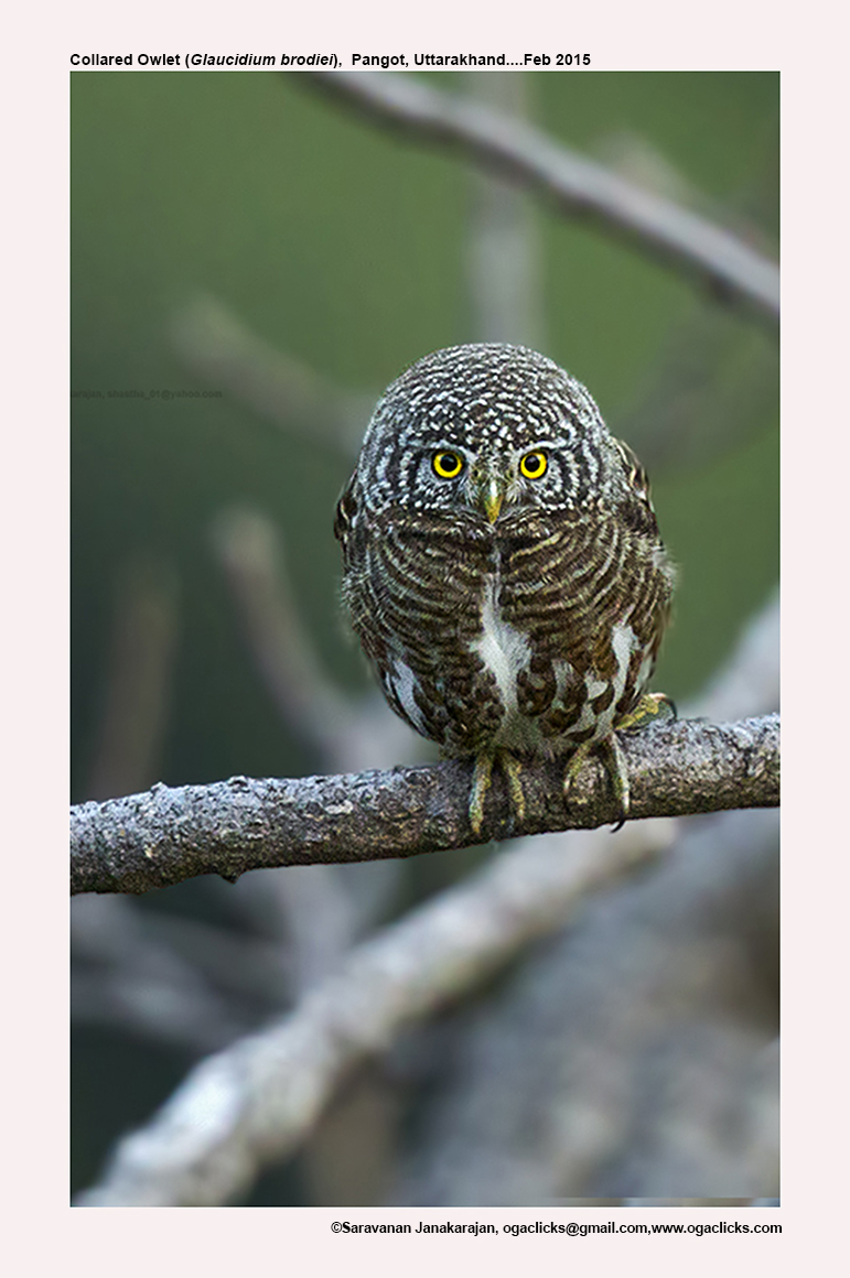 collared-owlet-detail – Ogaclicks