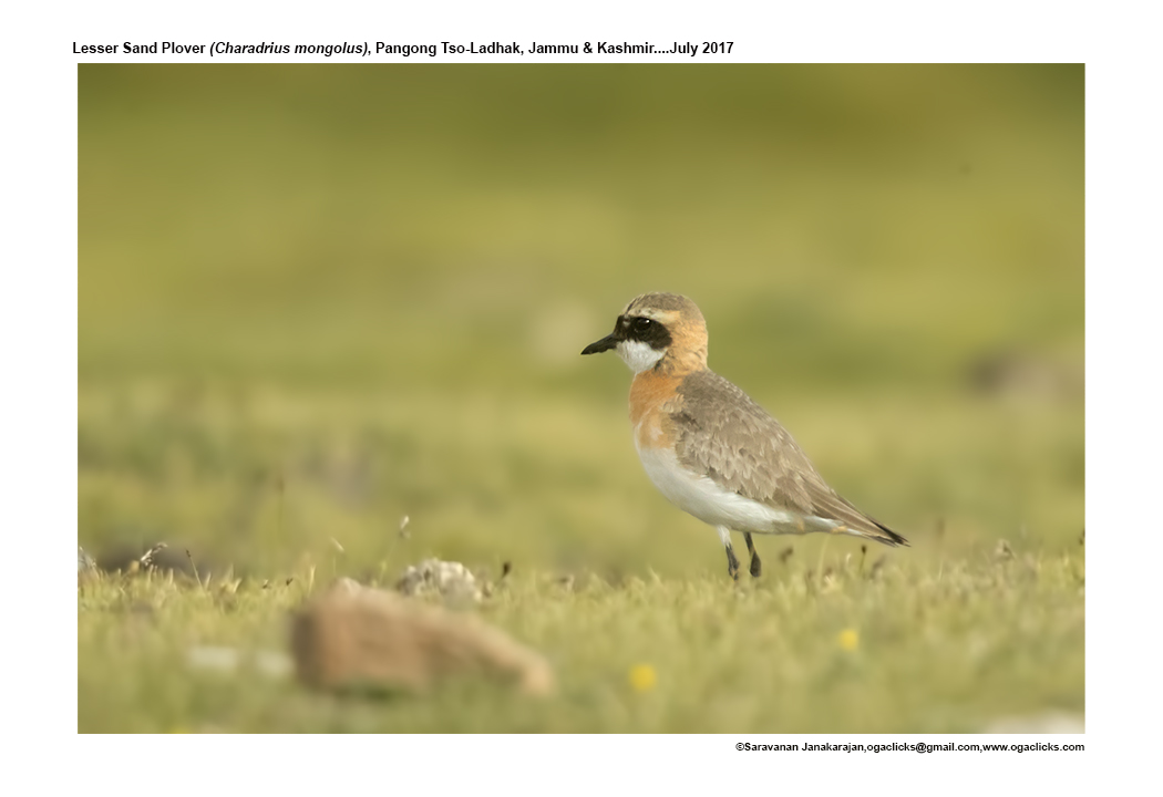 lesser-sand-plover-map – Ogaclicks