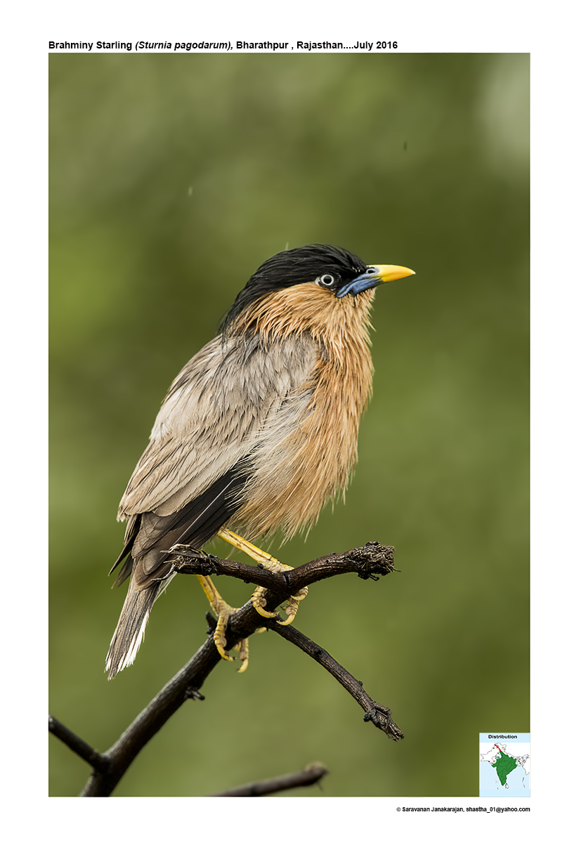 brahminy-starling-map – Ogaclicks