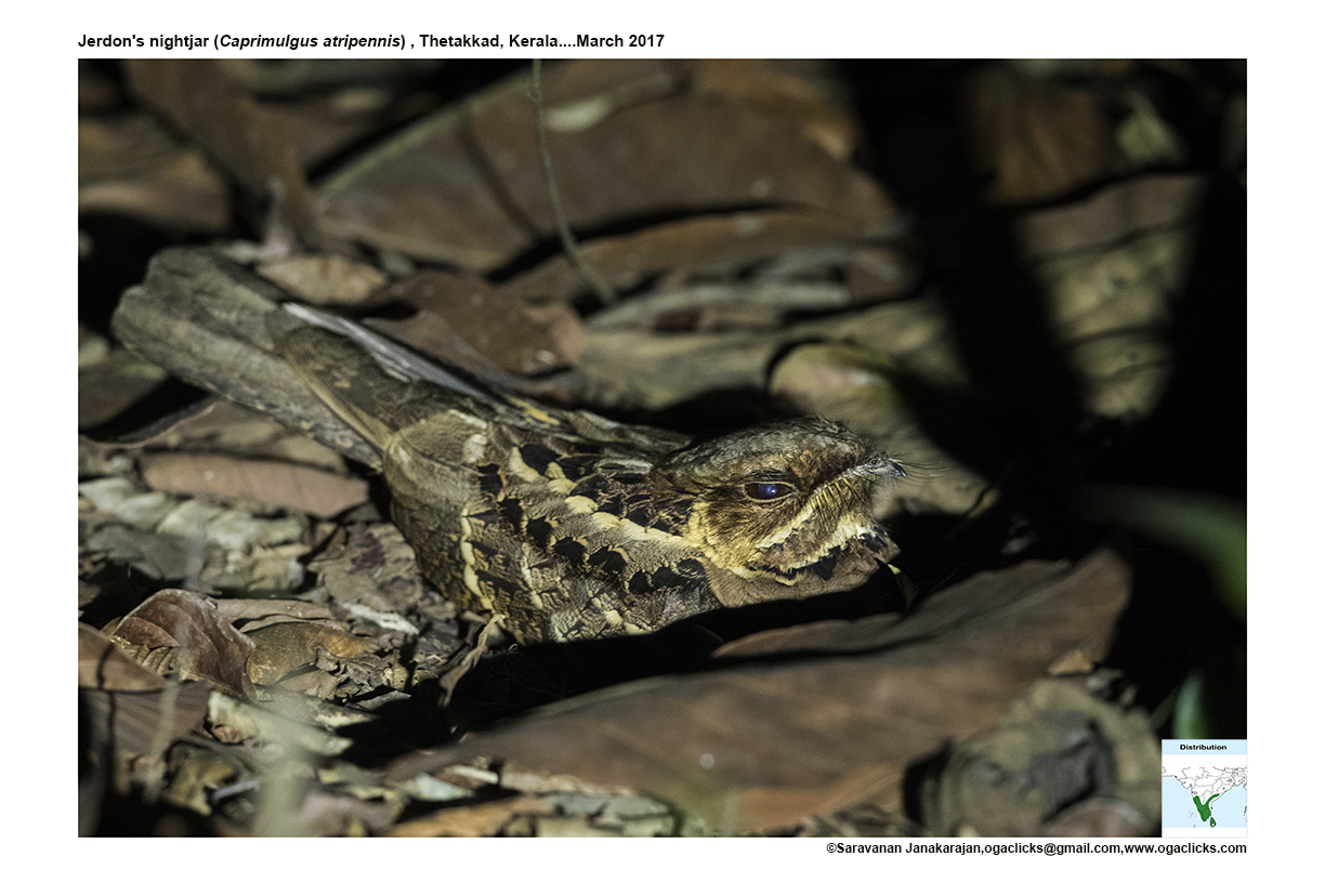 jerdons-nightjar-detail – Ogaclicks