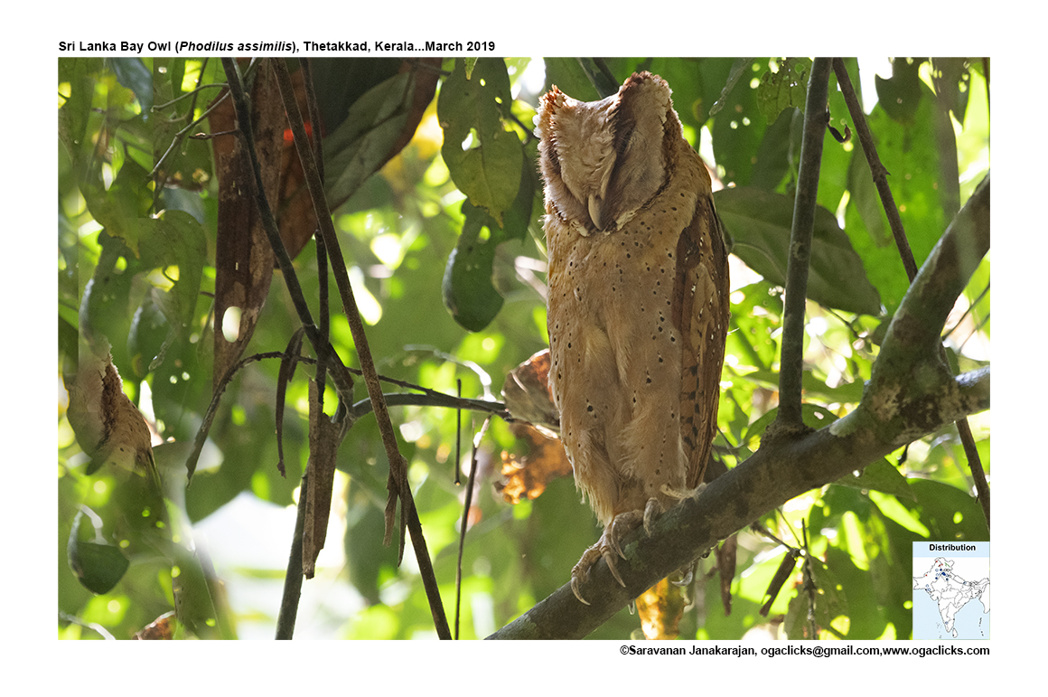 sri-lanka-bay-owl-call – Ogaclicks