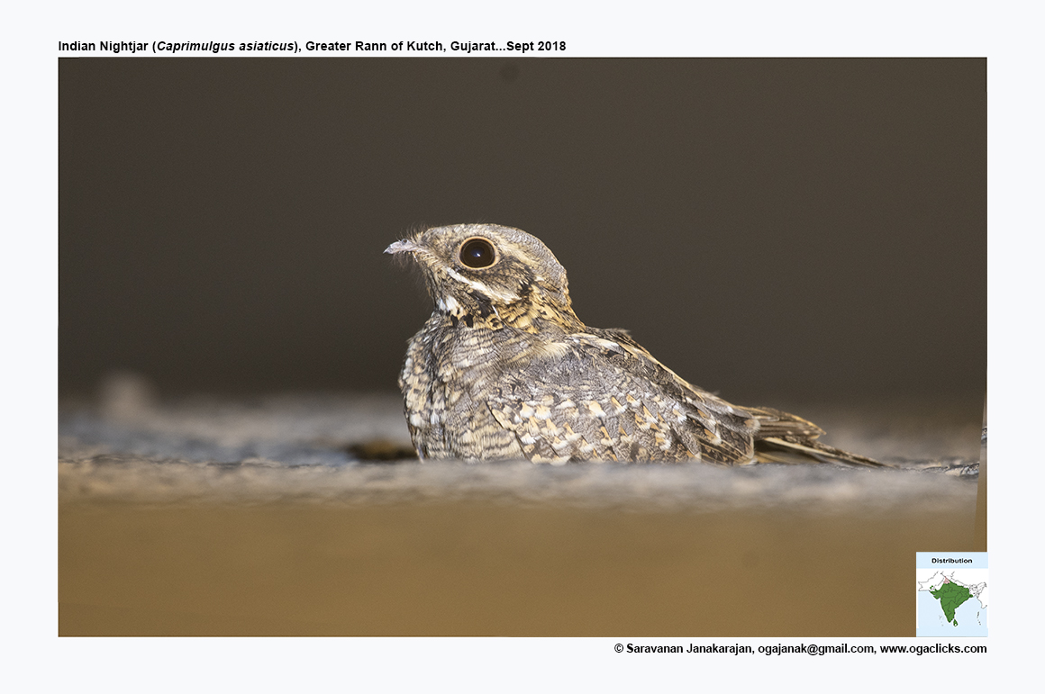 indian-nightjar-detail – Ogaclicks