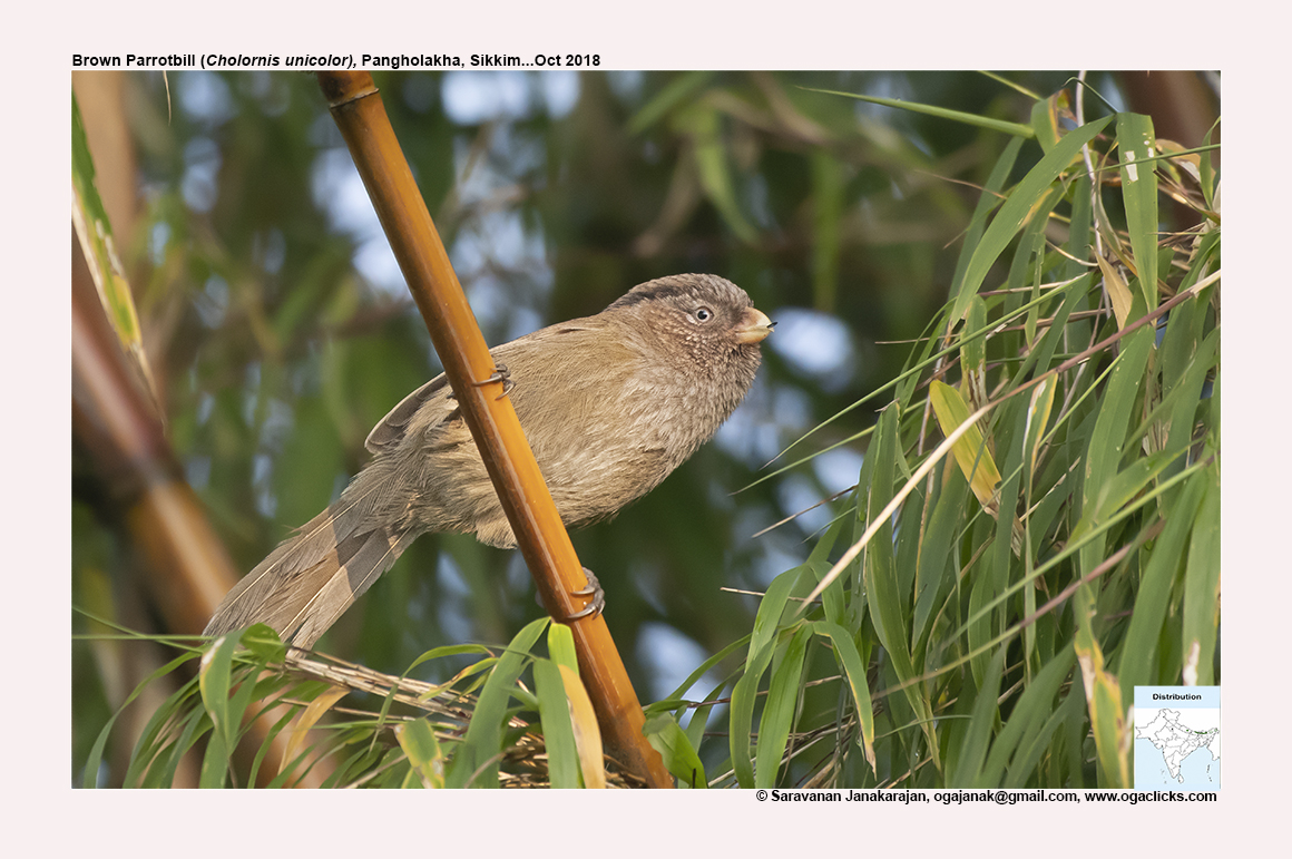 brown-parrotbill – Ogaclicks