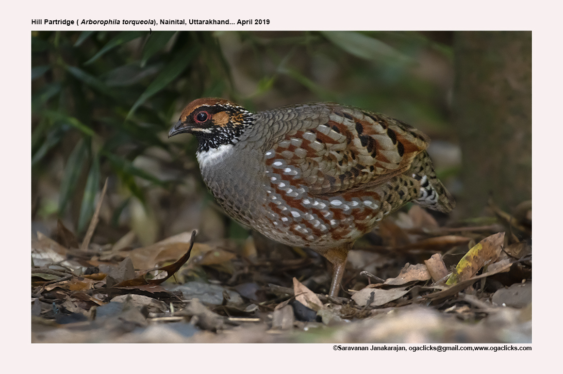 hill-partridge-detail – Ogaclicks