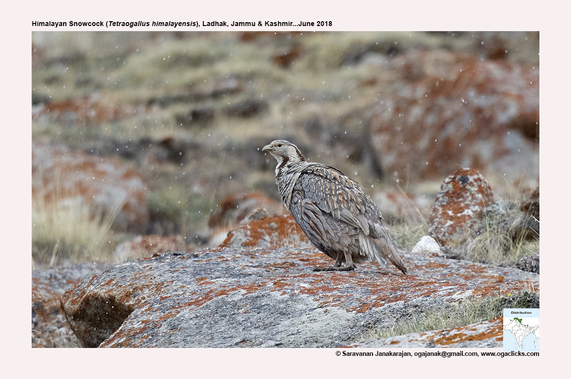 himalayan-snowcock-map – Ogaclicks