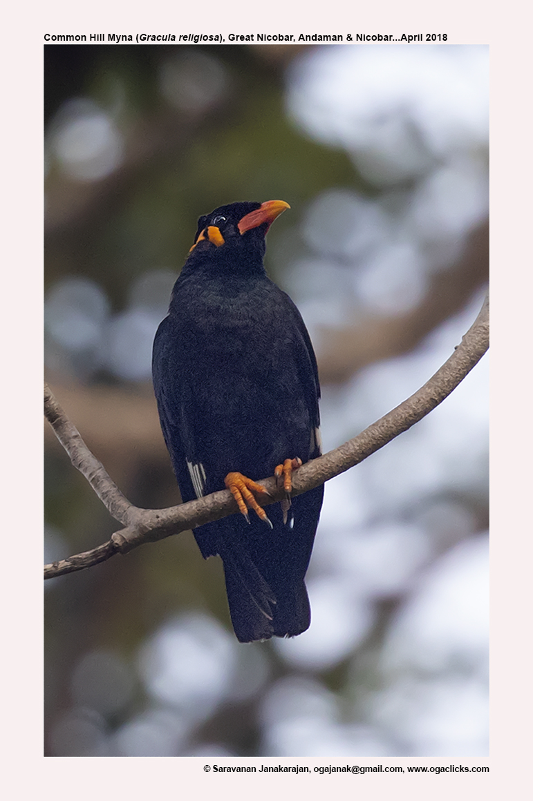 common-hill-myna-map – Ogaclicks