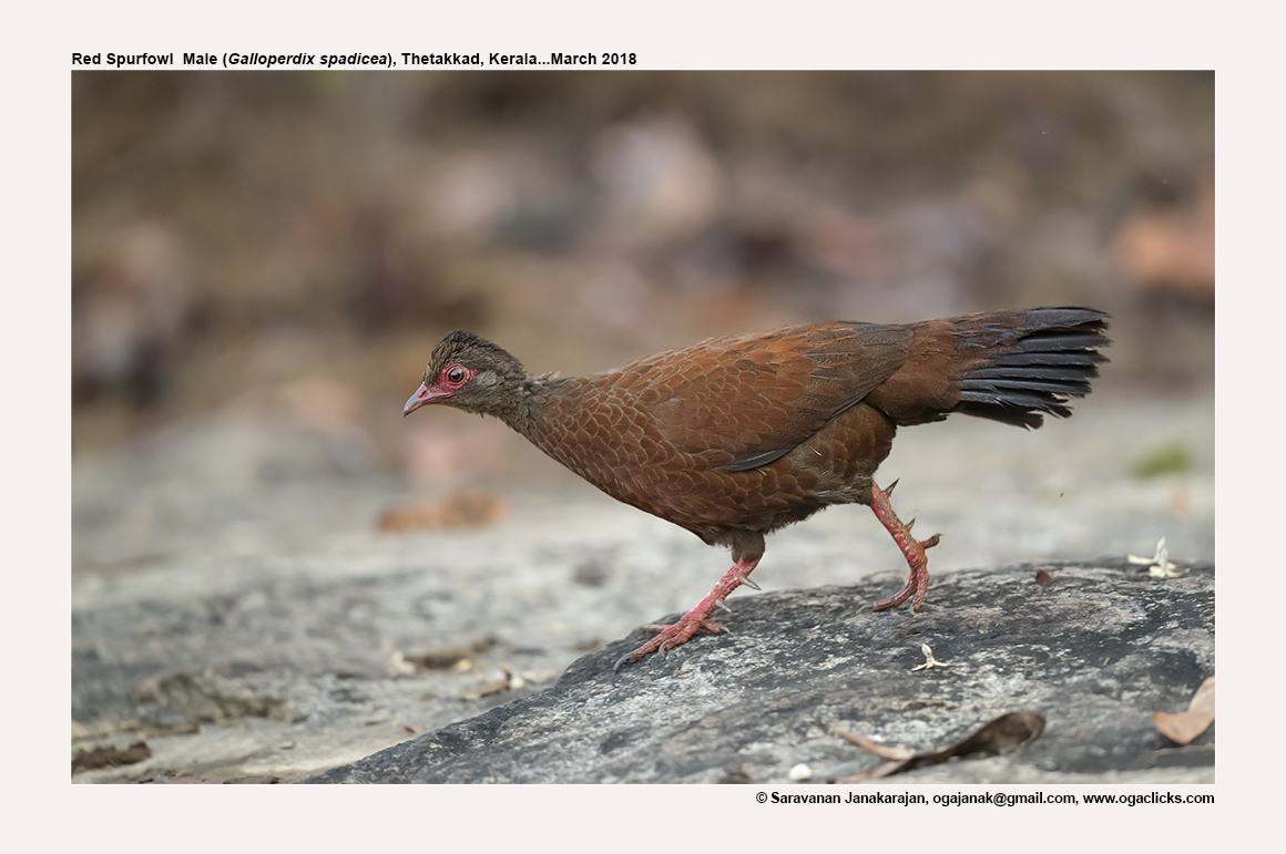 red-spurfowl-detail - Ogaclicks