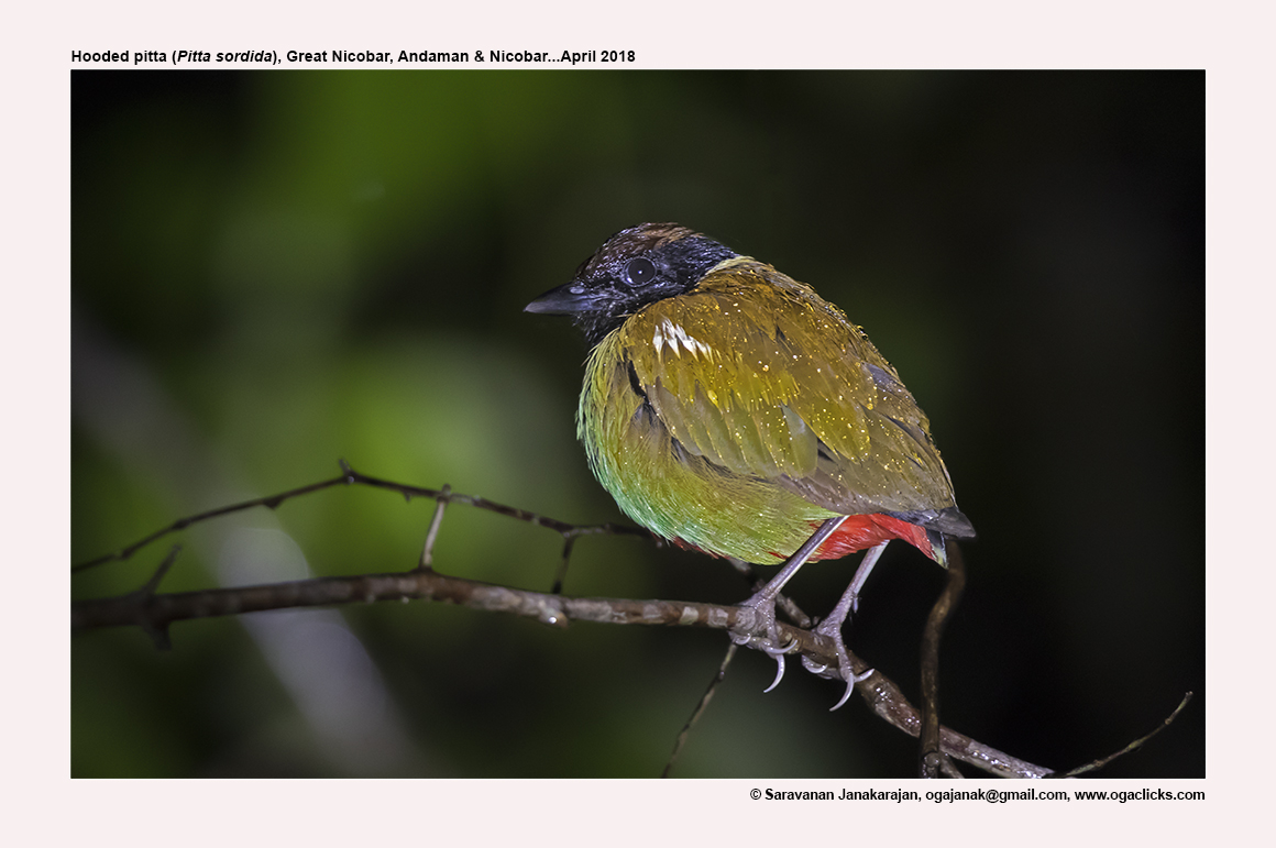 hooded-pitta-detail – Ogaclicks