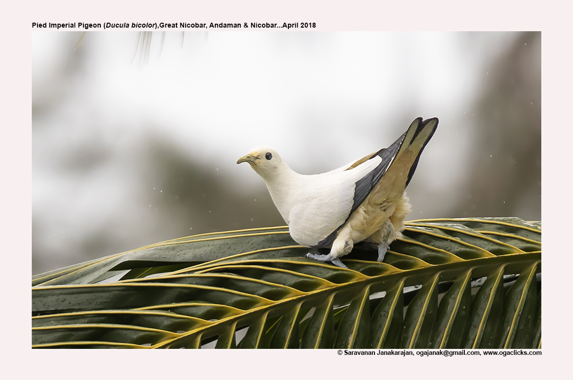pied-imperial-pigeon-map – Ogaclicks