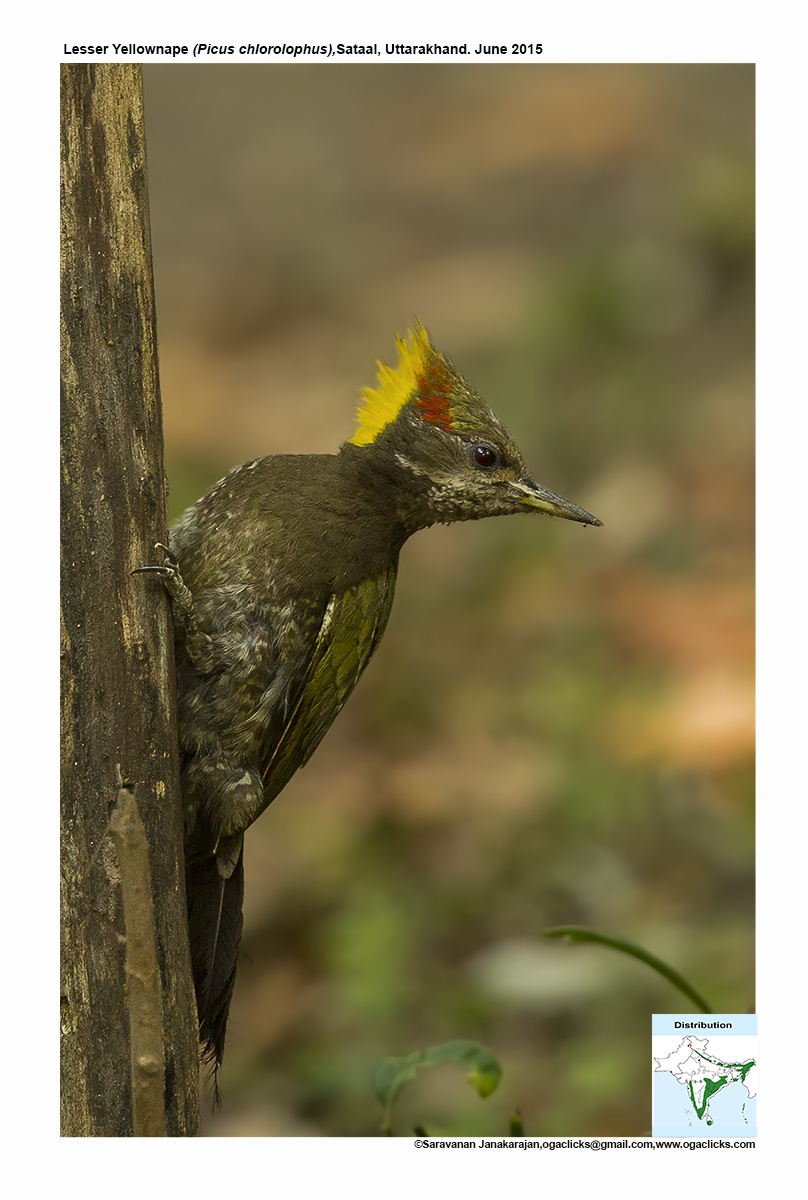 lesser-yellownape-woodpecker-detail – Ogaclicks