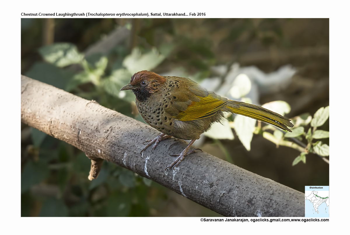 chestnut-crowned-laughing-thrush-detail – Ogaclicks