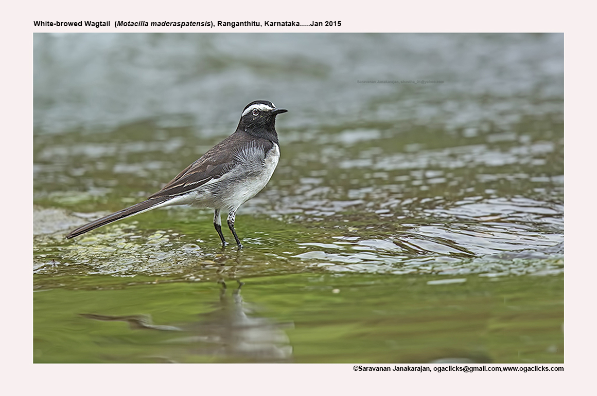 white-browed-wagtail-map – Ogaclicks
