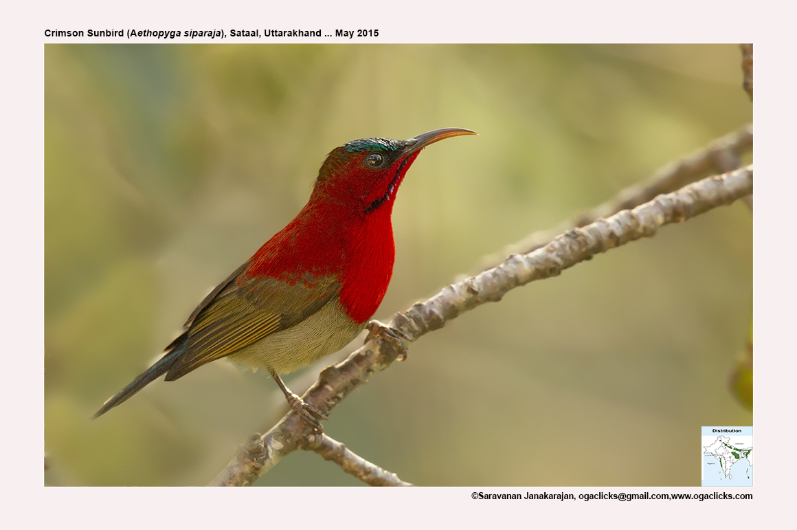 Sunbird – Ogaclicks