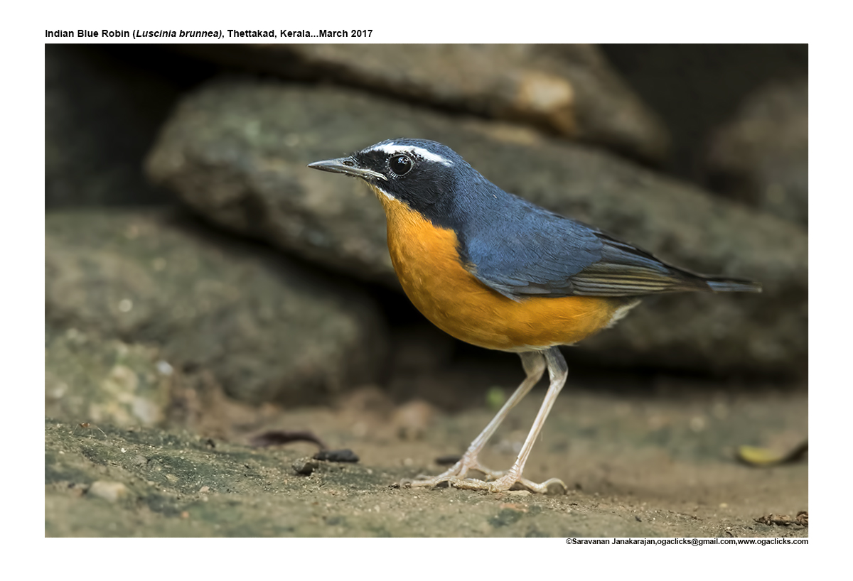 indian-blue-robin-detail – Ogaclicks