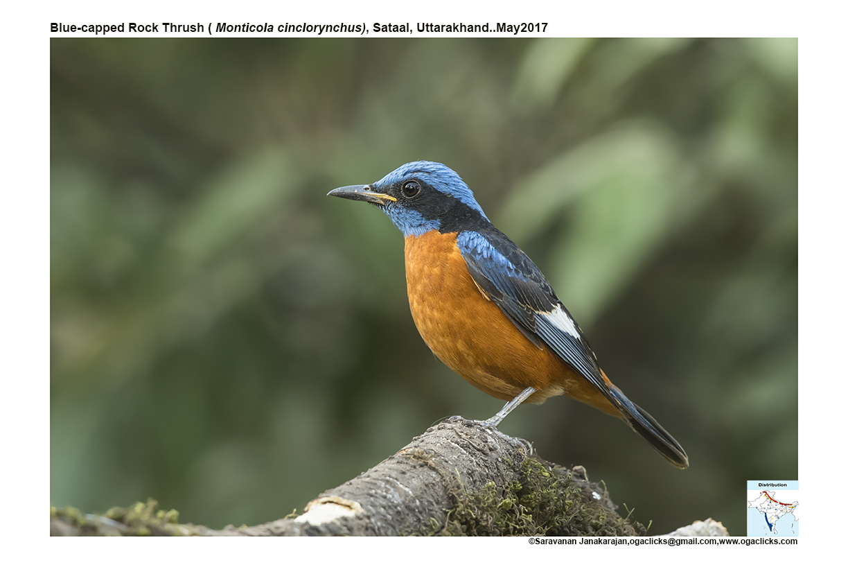 blue-capped-rock-thrush-detail – Ogaclicks