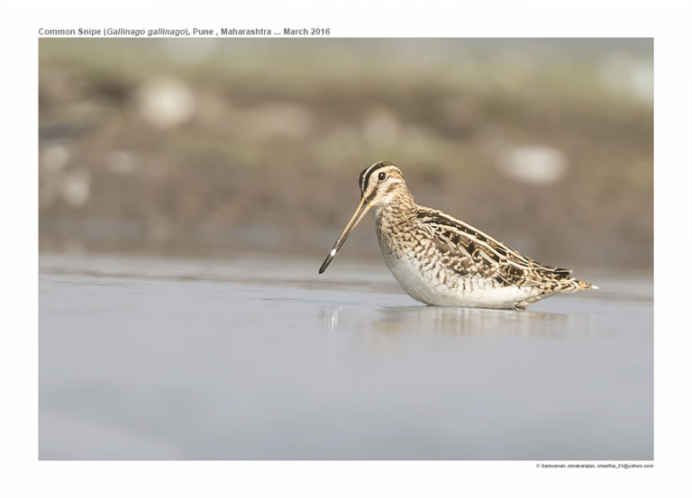 common-snipe-map – Ogaclicks