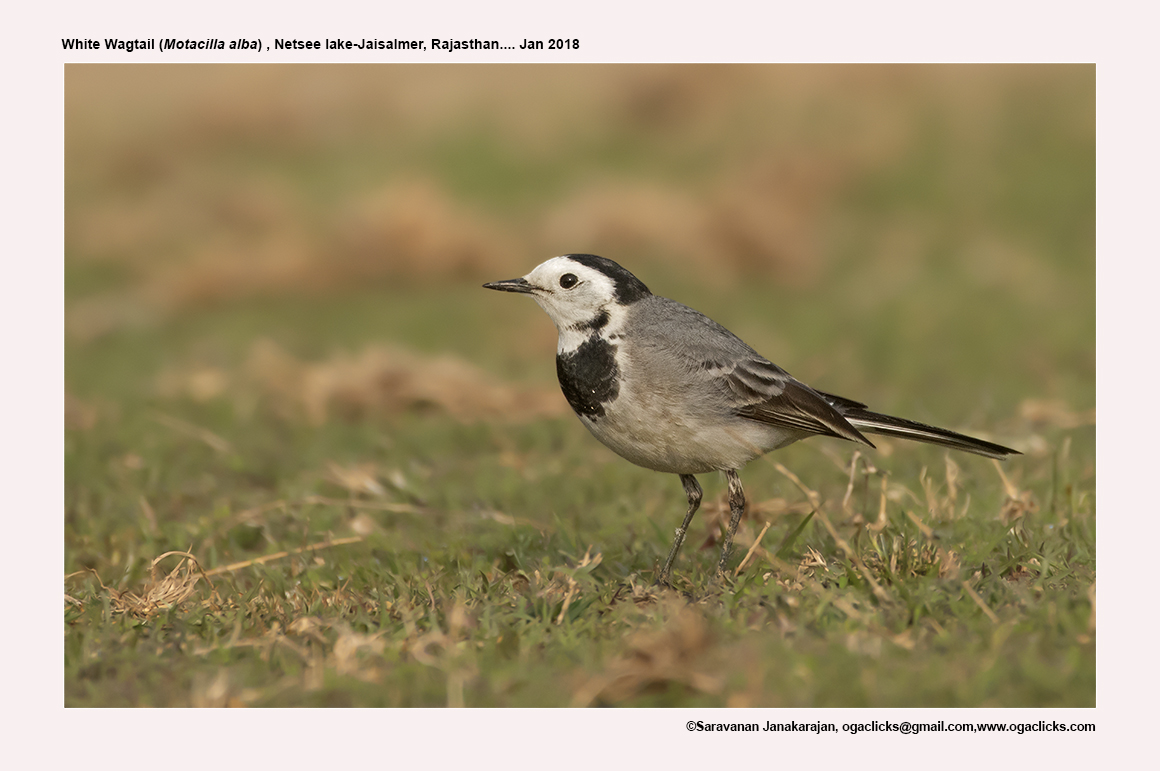 white-wagtail-map – Ogaclicks