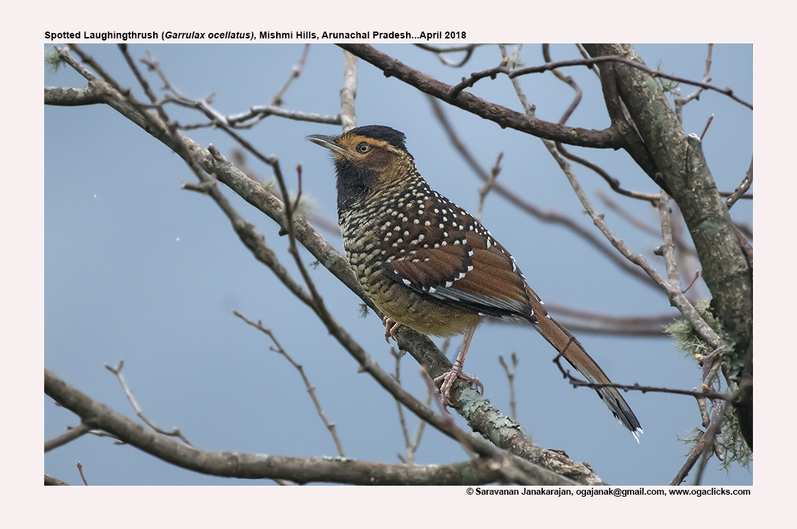 spotted-laughing-thrush-detail - Ogaclicks