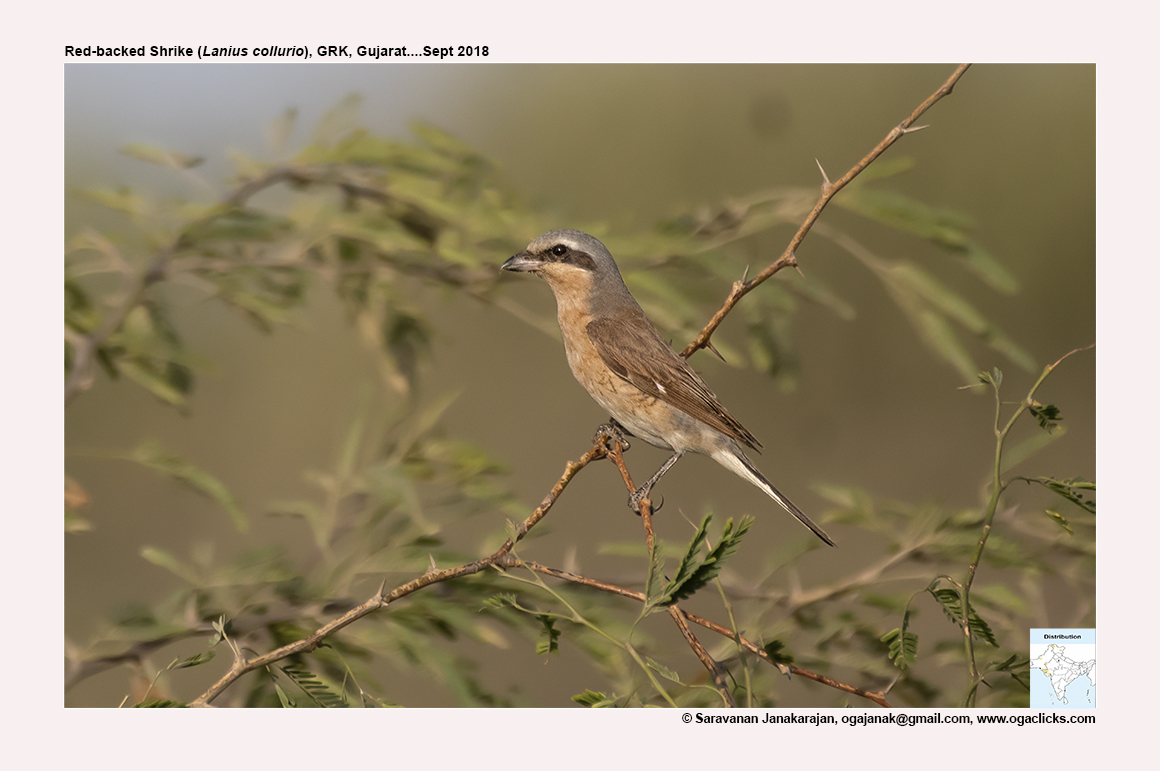 red-backed-shrike-map – Ogaclicks