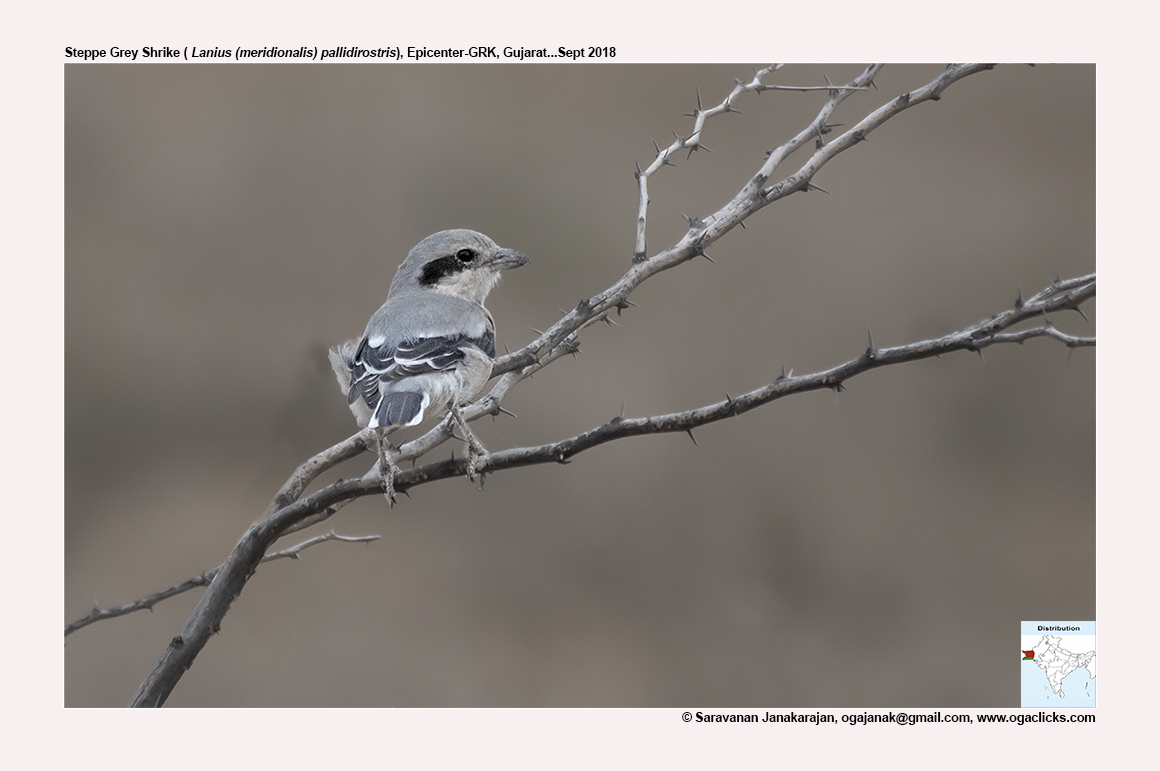 steppe-grey-shrike – Ogaclicks