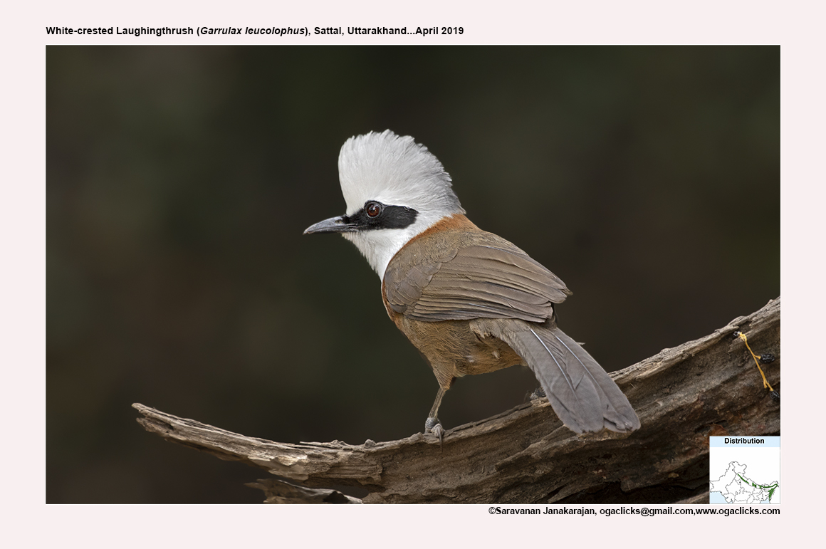 white-crested-laughing-thrush – Ogaclicks