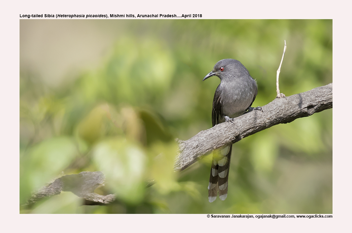 long-tailed-sibia-map – Ogaclicks