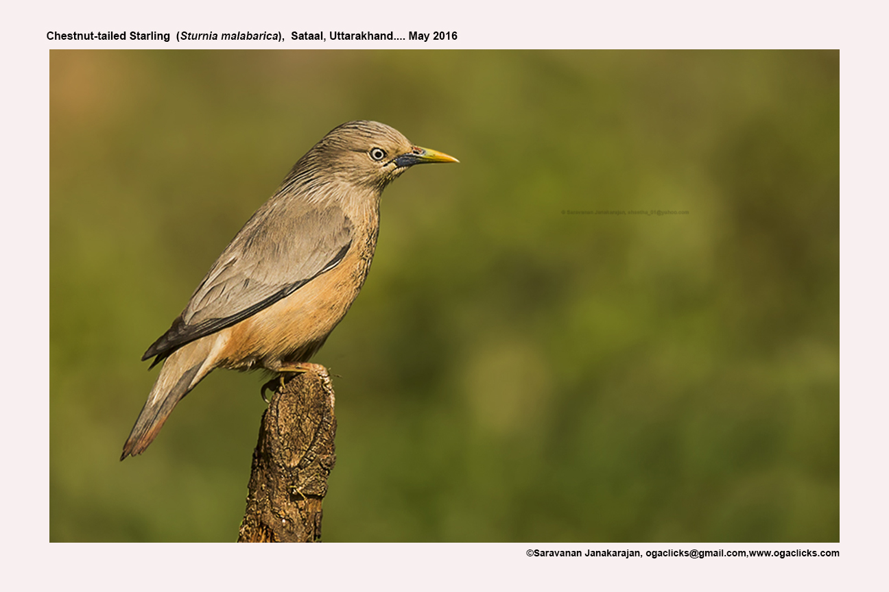 myna-starling – Ogaclicks