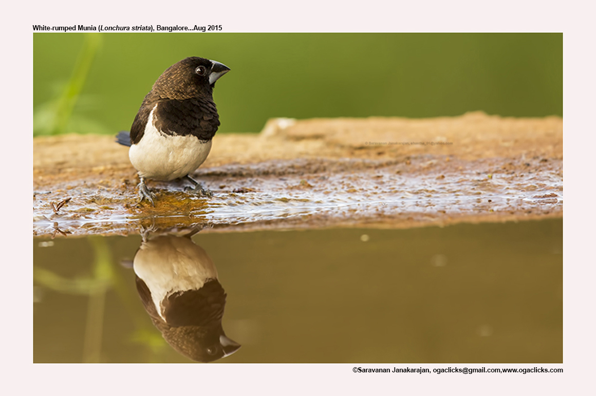white-rumped-munia-map – Ogaclicks