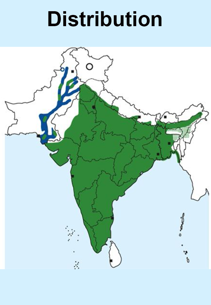 river-tern – Ogaclicks