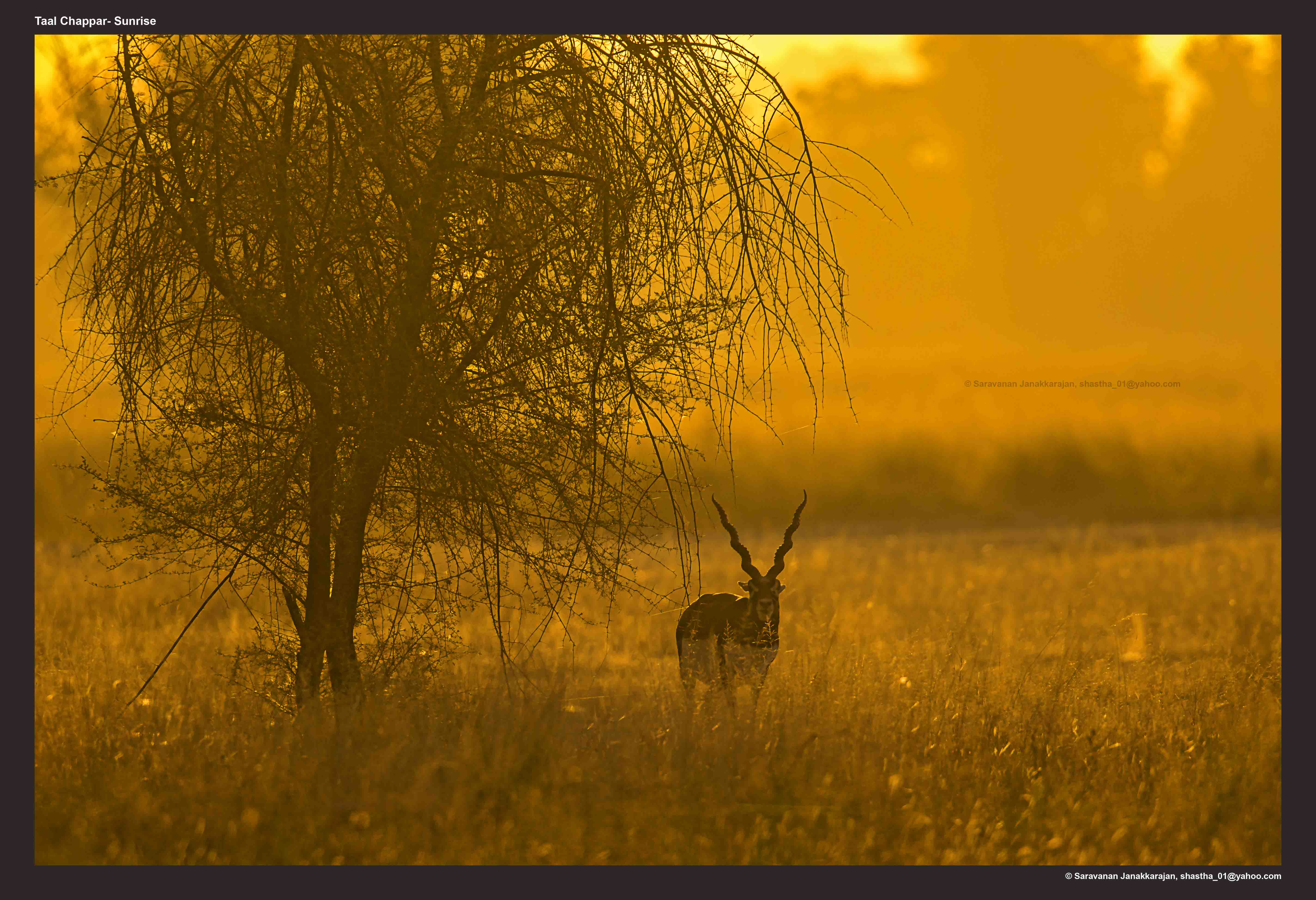 tal-chapar – Ogaclicks